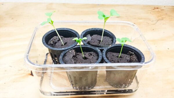 Grow: Foolproof Hydroponic Gardening in a Tub • Steamy Kitchen Recipes